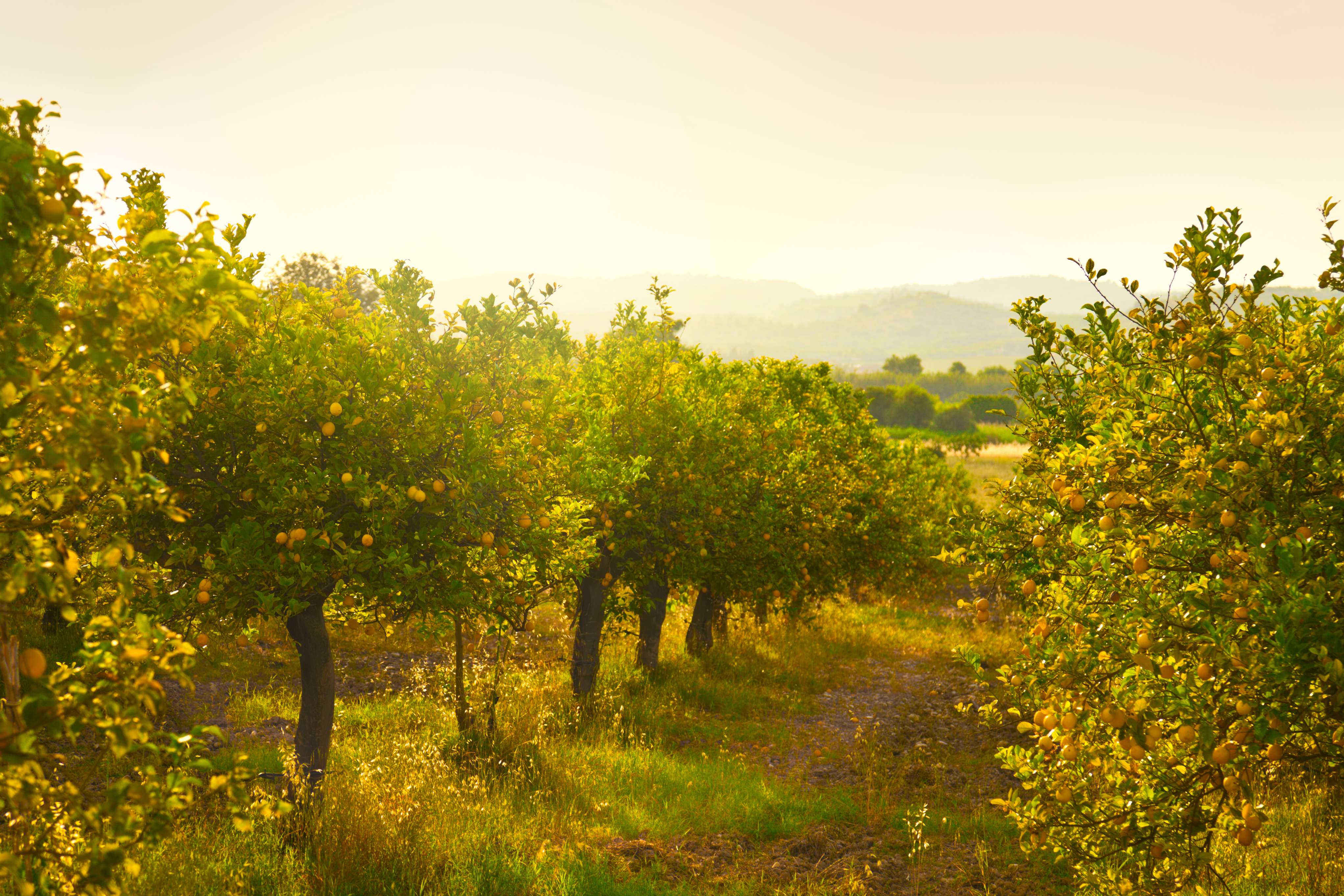 Can we grow more than one fruit on a single tree? Can we grow more than one fruit on a single tree?